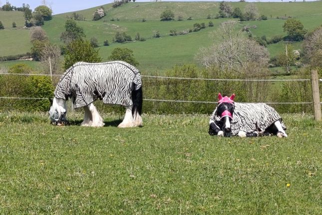 Pen-Y-Garnedd, Llanrhaeadr Ym Mochnant SY10, 4 bedroom equestrian ...