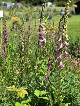 Fryern Court Road, Burgate, Fordingbridge SP6, land for sale - 61146860 ...