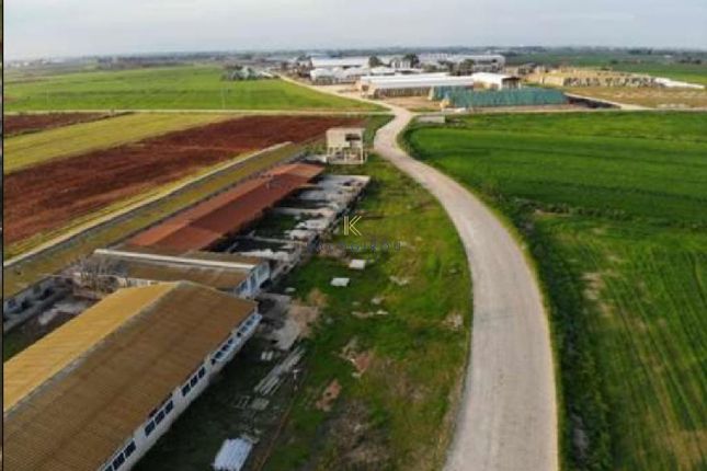 Ormideia, Cyprus, industrial for sale - 68793728 | PrimeLocation