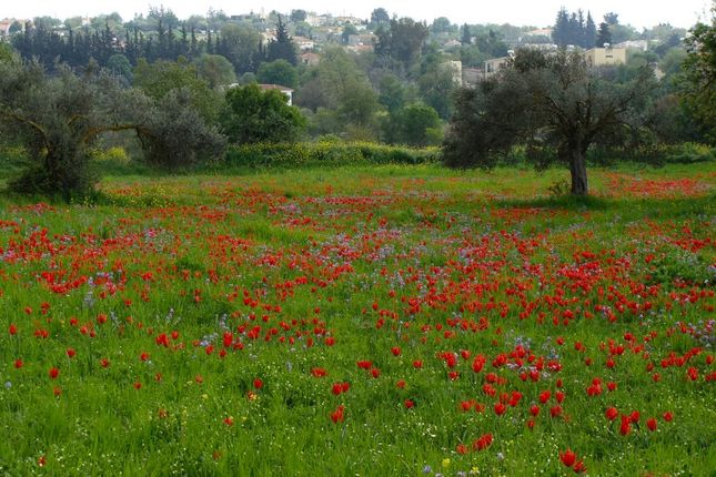 Stroumbi, Paphos, Cyprus, 4 bedroom villa for sale - 51318230 ...