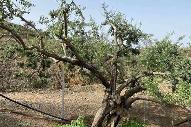 Ora, Cyprus, 2 bedroom bungalow for sale - 62649918 | PrimeLocation