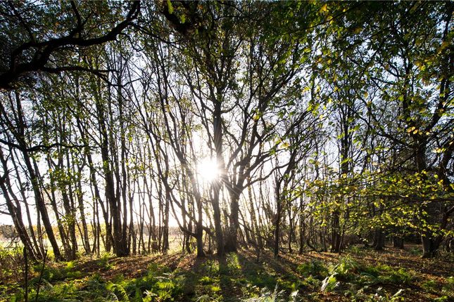 Puddle Wood, Ormiston, Tranent, East Lothian EH35, land for sale ...