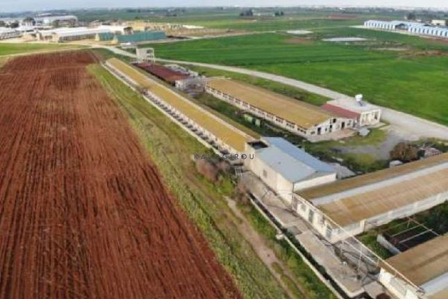 Ormideia, Cyprus, industrial for sale - 68793728 | PrimeLocation