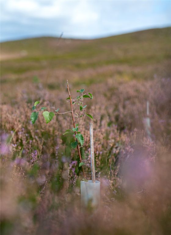 Far Ralia, Newtonmore, Kingussie, Inverness-Shire PH21, Land for sale ...